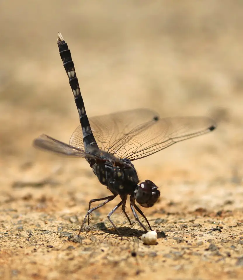 Explore Wildlife and Nature at Victoria Park Bhavnagar