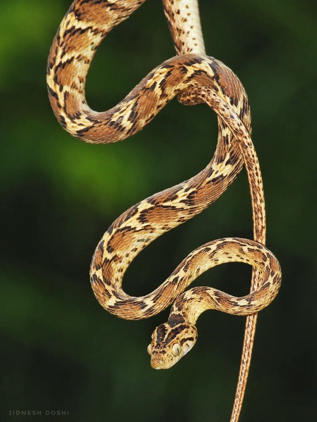 Reptiles at Victoria Park Bhavnagar